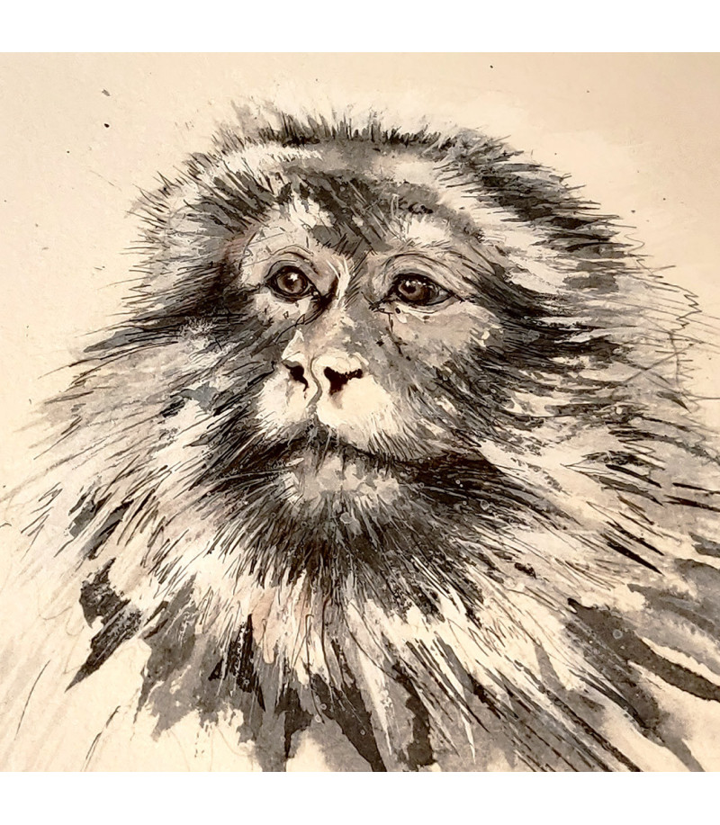 Dessin | Macaque de barbarie | Julie Salmon | Animal-Art-Gallery-Paris
