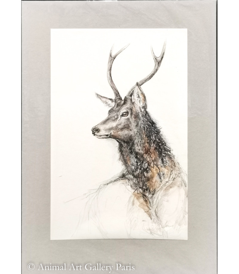Dessin | Daguet (jeune cerf)| Estelle Rebottaro | Animal-Art-Gallery-Paris
