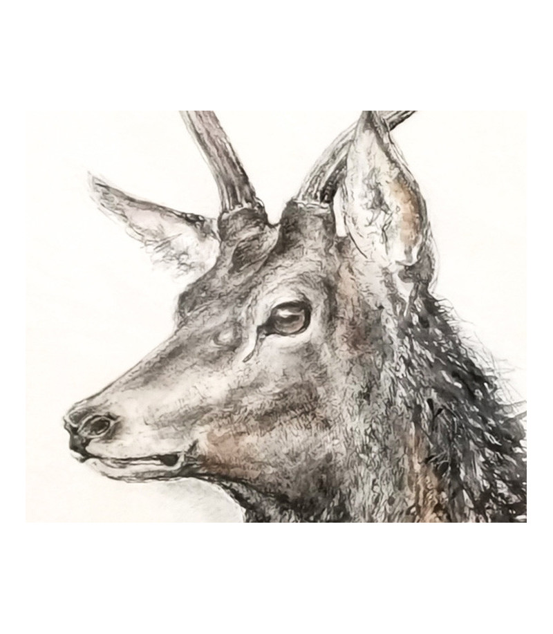 Dessin | Daguet (jeune cerf)| Estelle Rebottaro | Animal-Art-Gallery-Paris