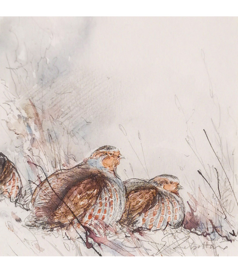 Dessin | Perdrix grises | Estelle Rebottaro | Animal-Art-Gallery-Paris