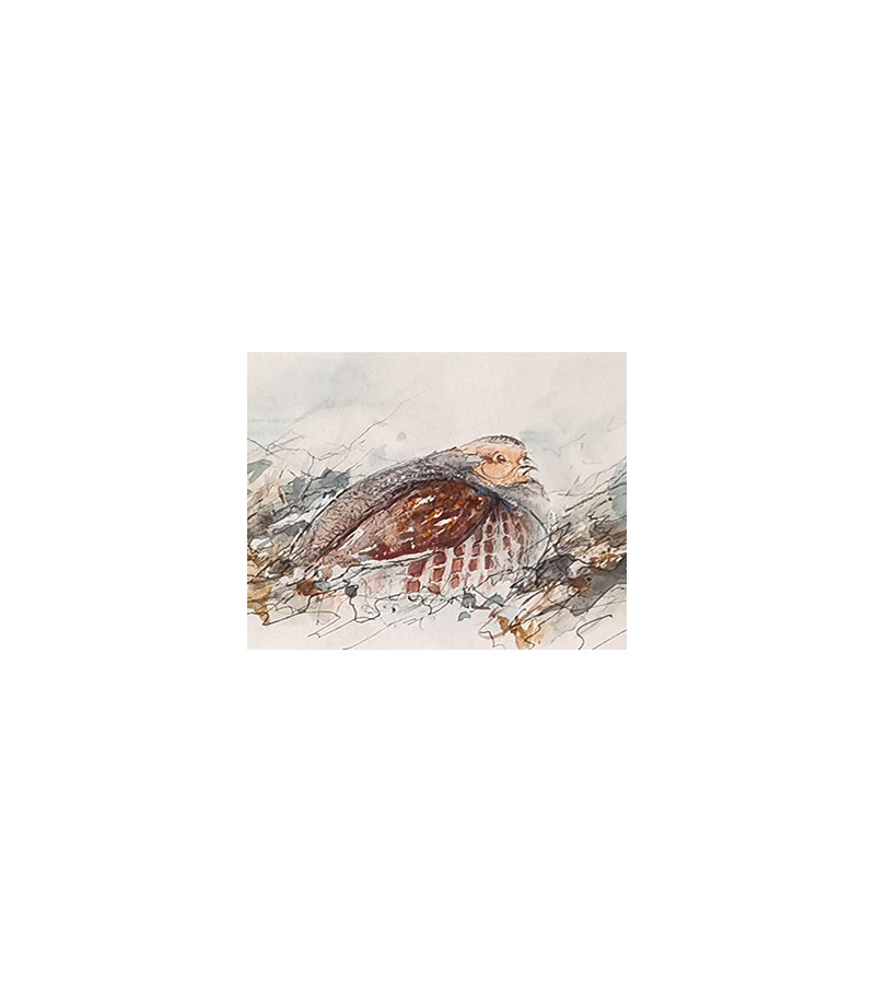 Dessin | Perdrix grises | Estelle Rebottaro | Animal-Art-Gallery-Paris