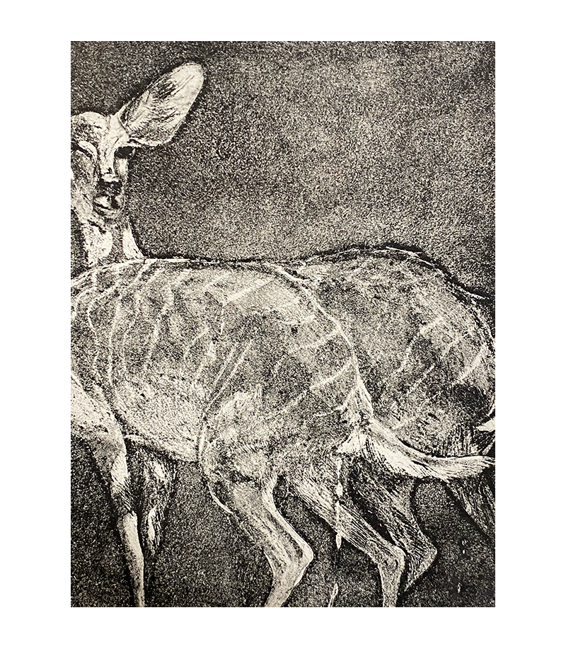 Gravure | koudous femelles | Julie Salmon | Animal-Art-Gallery-Paris