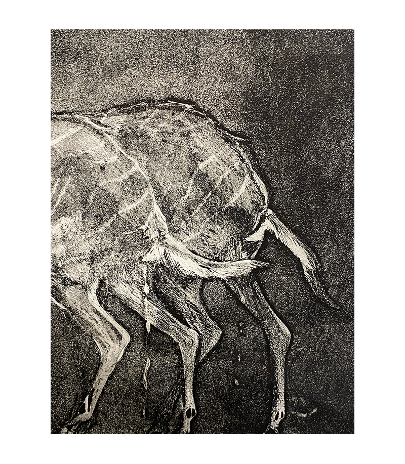 Gravure | koudous femelles | Julie Salmon | Animal-Art-Gallery-Paris